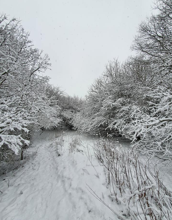 Petershill Nature Reserve – Bathgate Hills